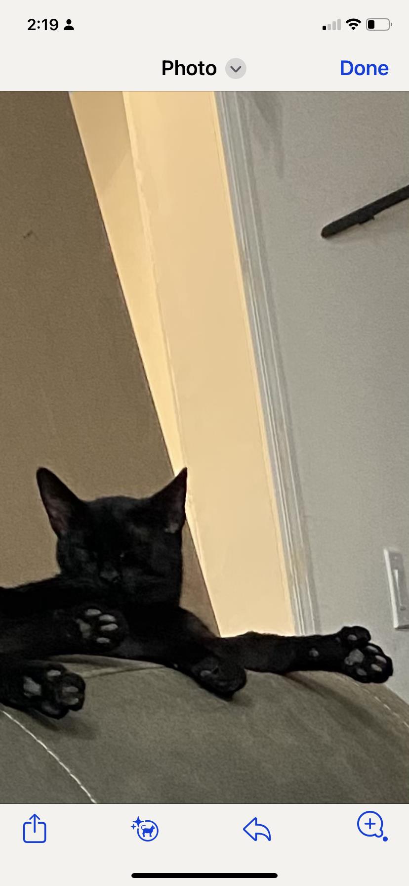 Lost & Found Pets | Palm Coast Connect